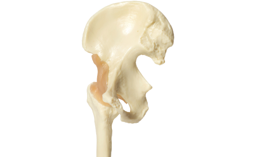 Revalidatie Alkmaar | Fysiotherapie Adams