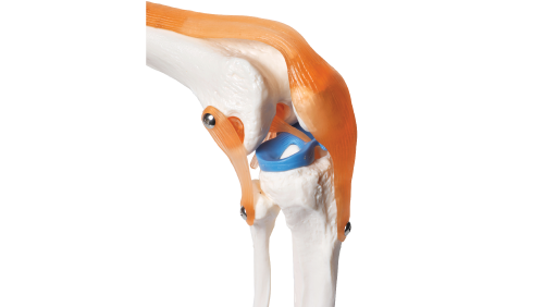 Revalidatie Alkmaar | Fysiotherapie Adams