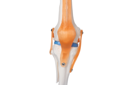 Revalidatie Alkmaar | Fysiotherapie Adams